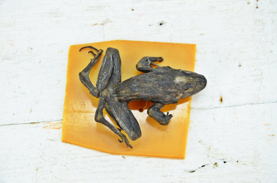 Taxidermy Real Frog, Natural Mummified Frog, Taxidermy Animal - Etsy