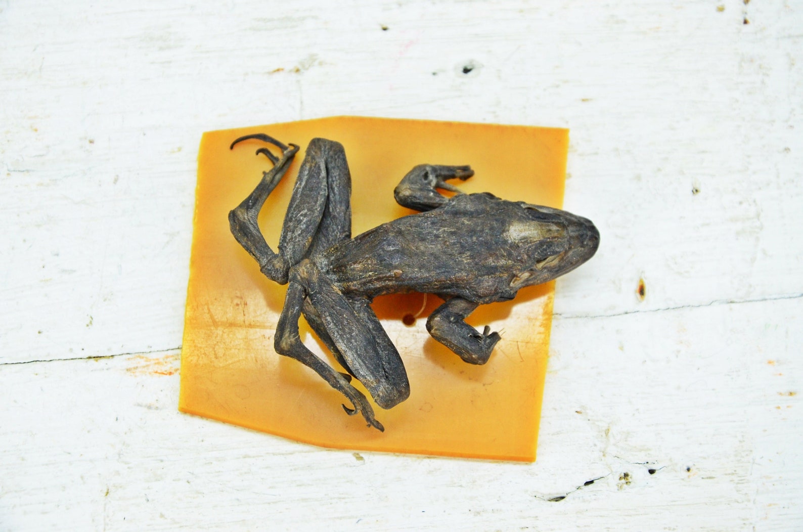 Taxidermy Real Frog Natural Mummified Frog Taxidermy Animal - Etsy