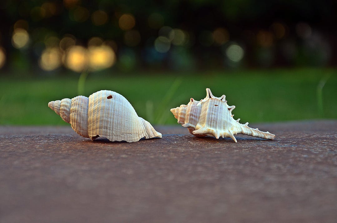 Cassis Rufa Shells, Seashells, Beach Décor, Nautical Décor, Aquarium ...