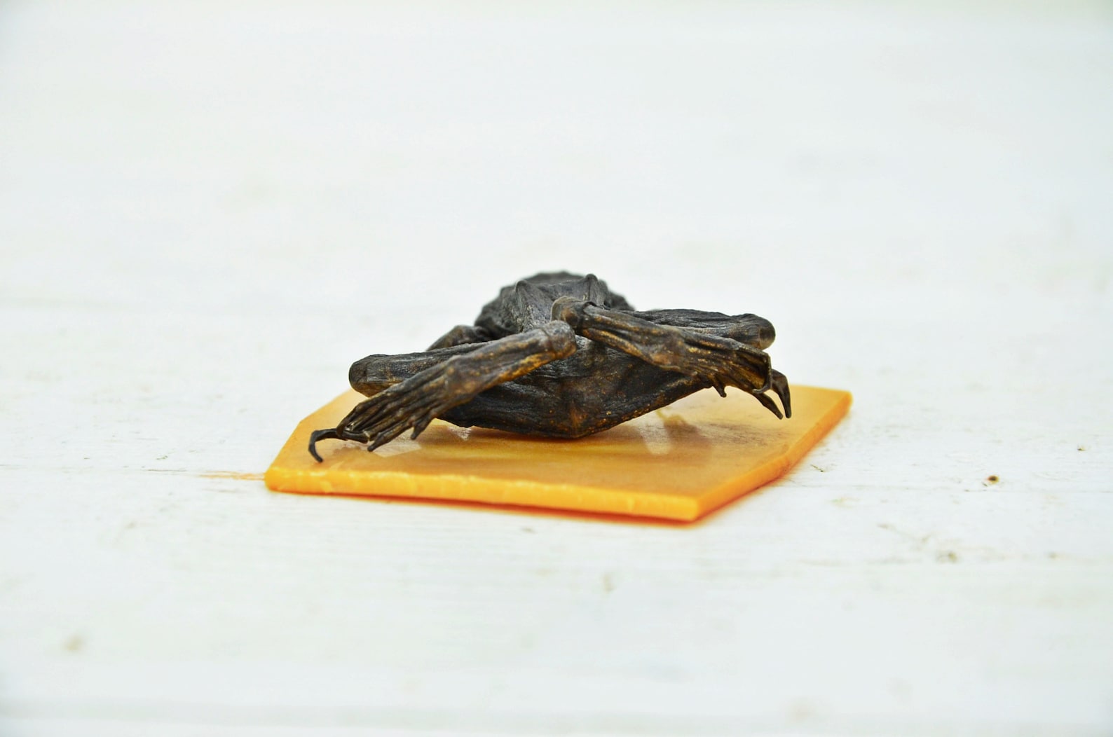 Taxidermy Real Frog Natural Mummified Frog Taxidermy Animal - Etsy