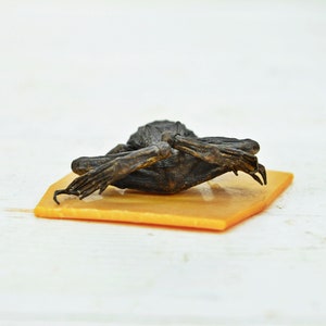Taxidermy Real Frog, Natural Mummified Frog, Taxidermy Animal - Etsy