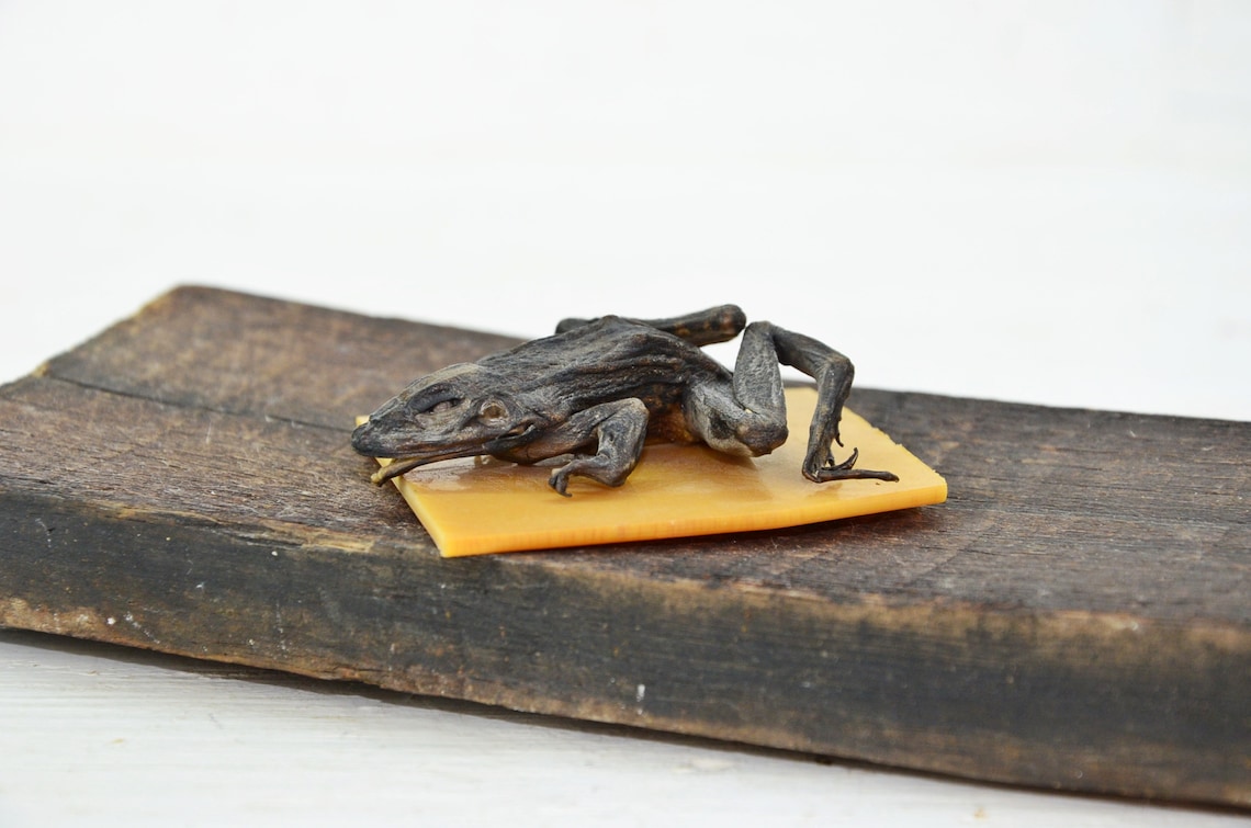Taxidermy Real Frog Natural Mummified Frog Taxidermy Animal - Etsy
