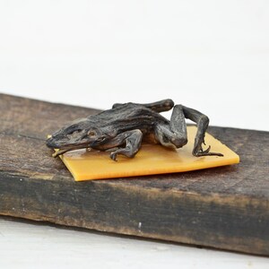 Taxidermy Real Frog, Natural Mummified Frog, Taxidermy Animal - Etsy