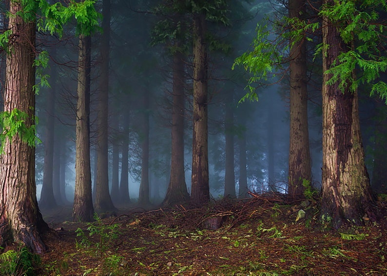 Nature Backdrop for Photography Forest Flower Background for | Etsy