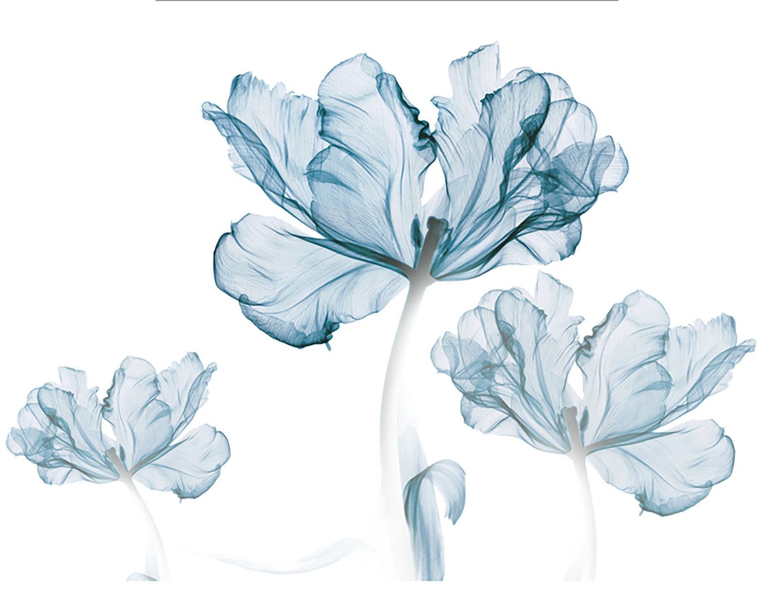 Fresh Ice Blue Flowers Wall Sticker Creative Lotus Wall Decals - Etsy