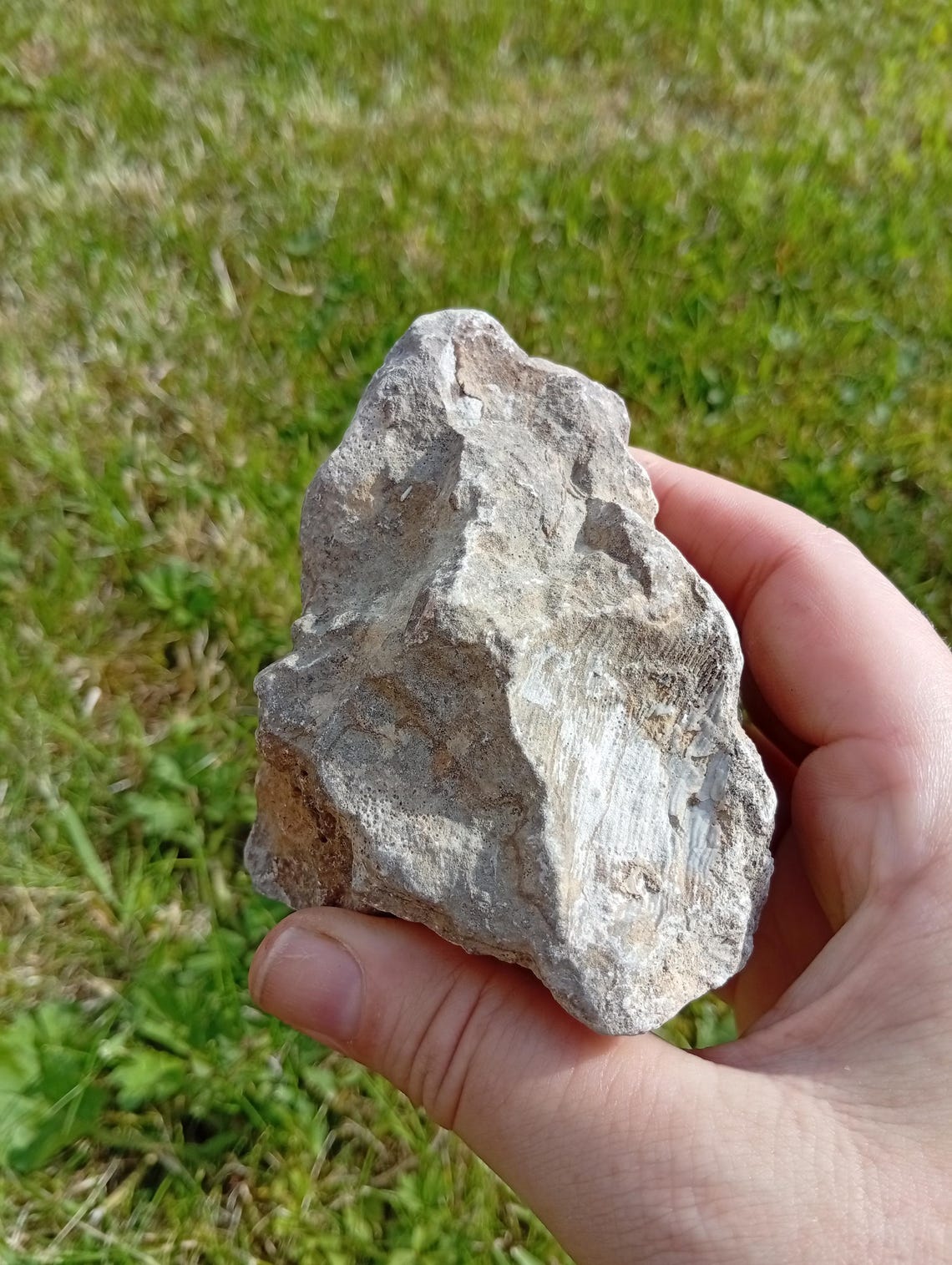 Scottish Limestone Fossil: Crinoid Stem & Clam Shells - Etsy