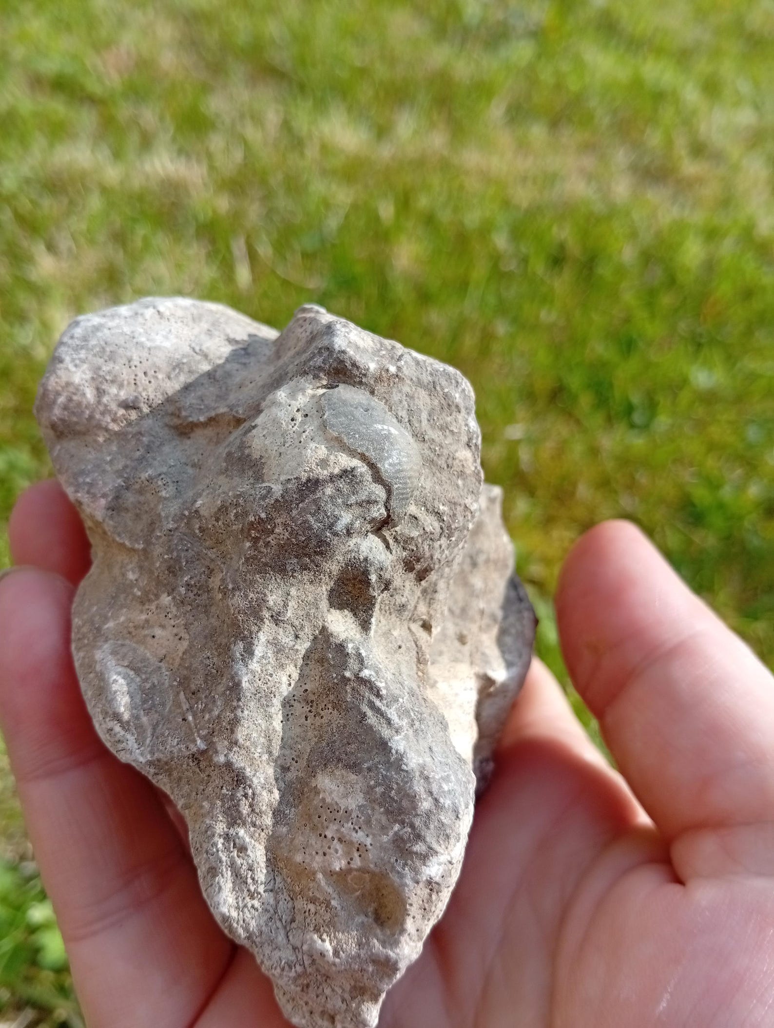 Scottish Limestone Fossil: Crinoid Stem & Clam Shells - Etsy