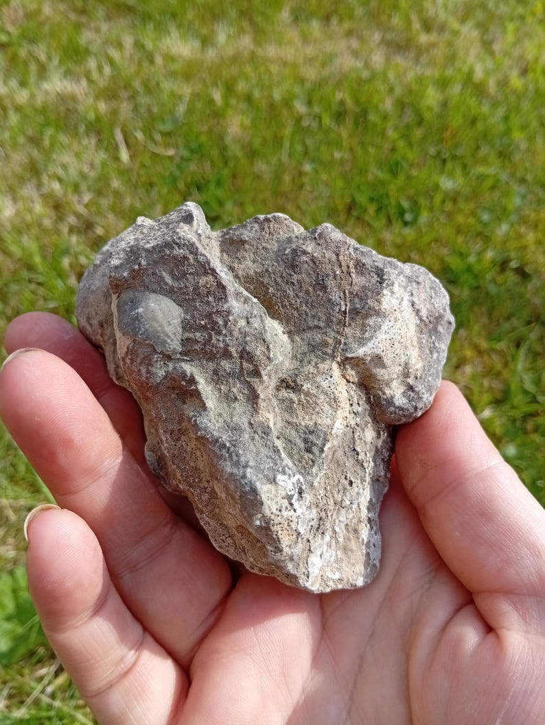 Scottish Limestone Fossil: Crinoid Stem & Clam Shells - Etsy