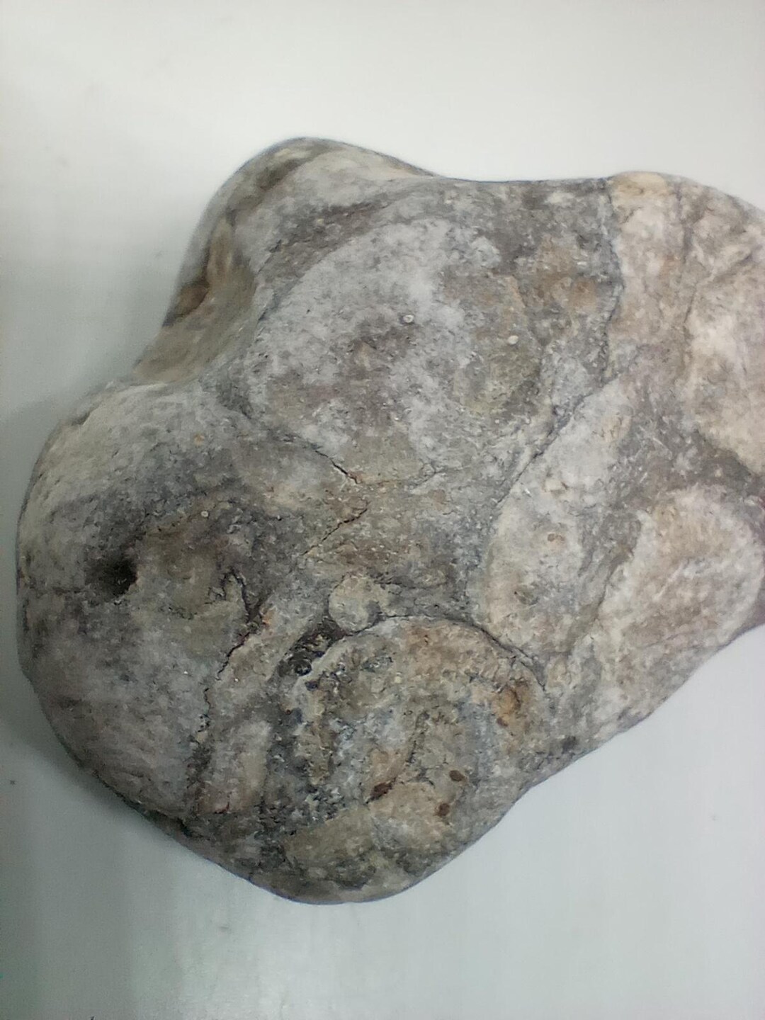 Dunbar Marble, Carboniferous Sea Bed Specimen From Scotland - Etsy