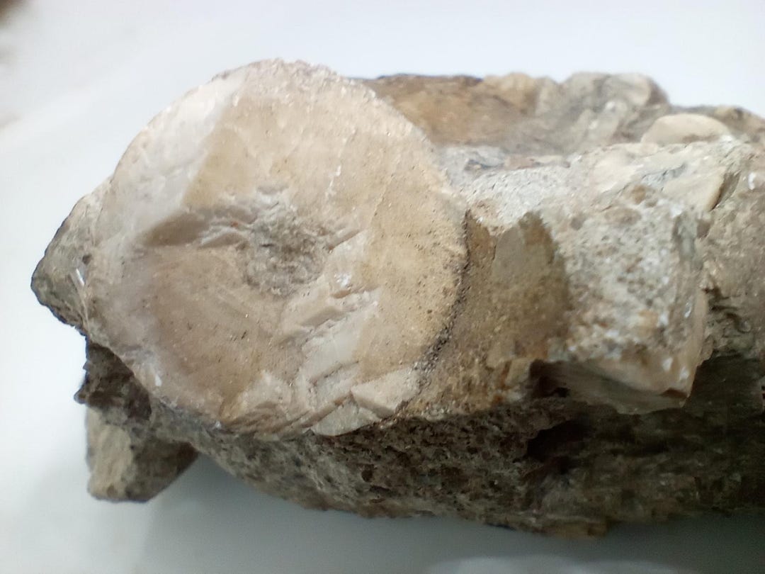 RARE Large Crinoid Stems, Carboniferous, Giant Stems, Scottish Fossil ...