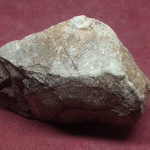 Scottish Fossil: Crinoid Imprint With Radiating Lines, Crinoid Stems in ...