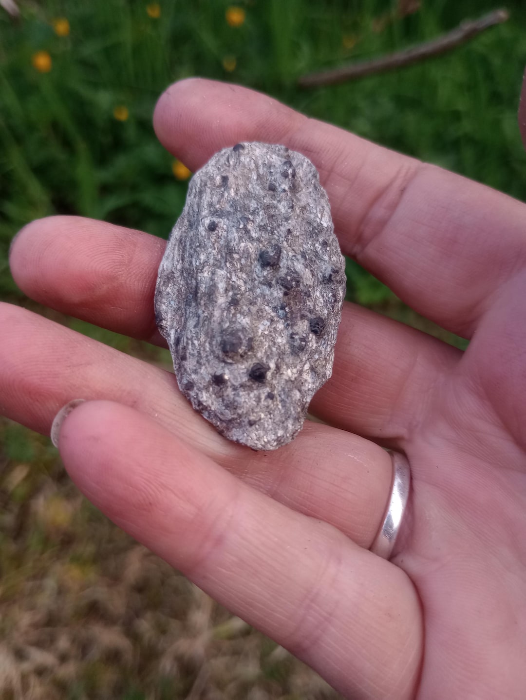 Garnets in Mica Schist From Southern Scottish Highlands, Almondine ...