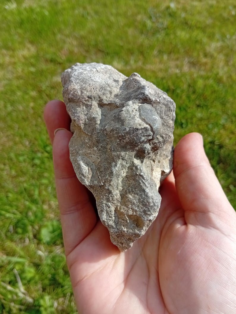 Scottish Limestone Fossil: Crinoid Stem & Clam Shells - Etsy