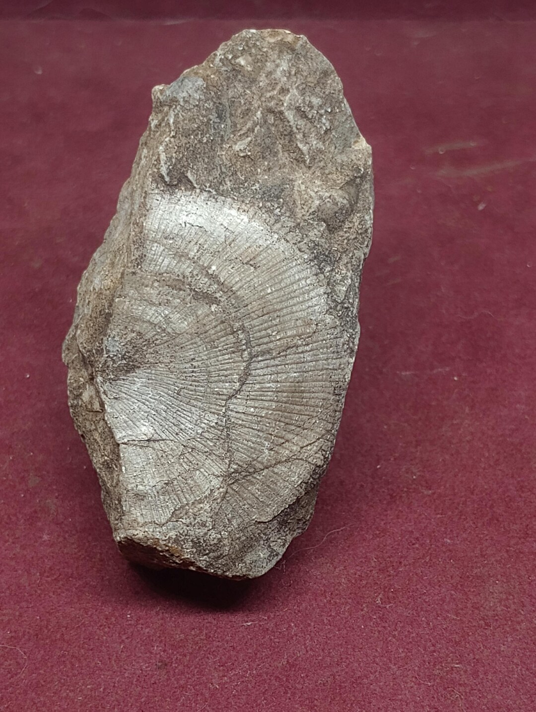 Scottish Fossil: Crinoid Imprint With Radiating Lines, Crinoid Stems in ...