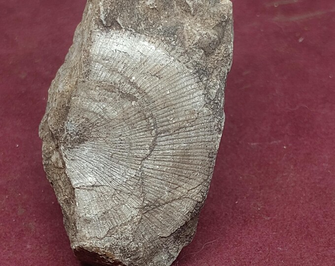 Scottish Fossil: Crinoid Imprint With Radiating Lines, Crinoid Stems in ...