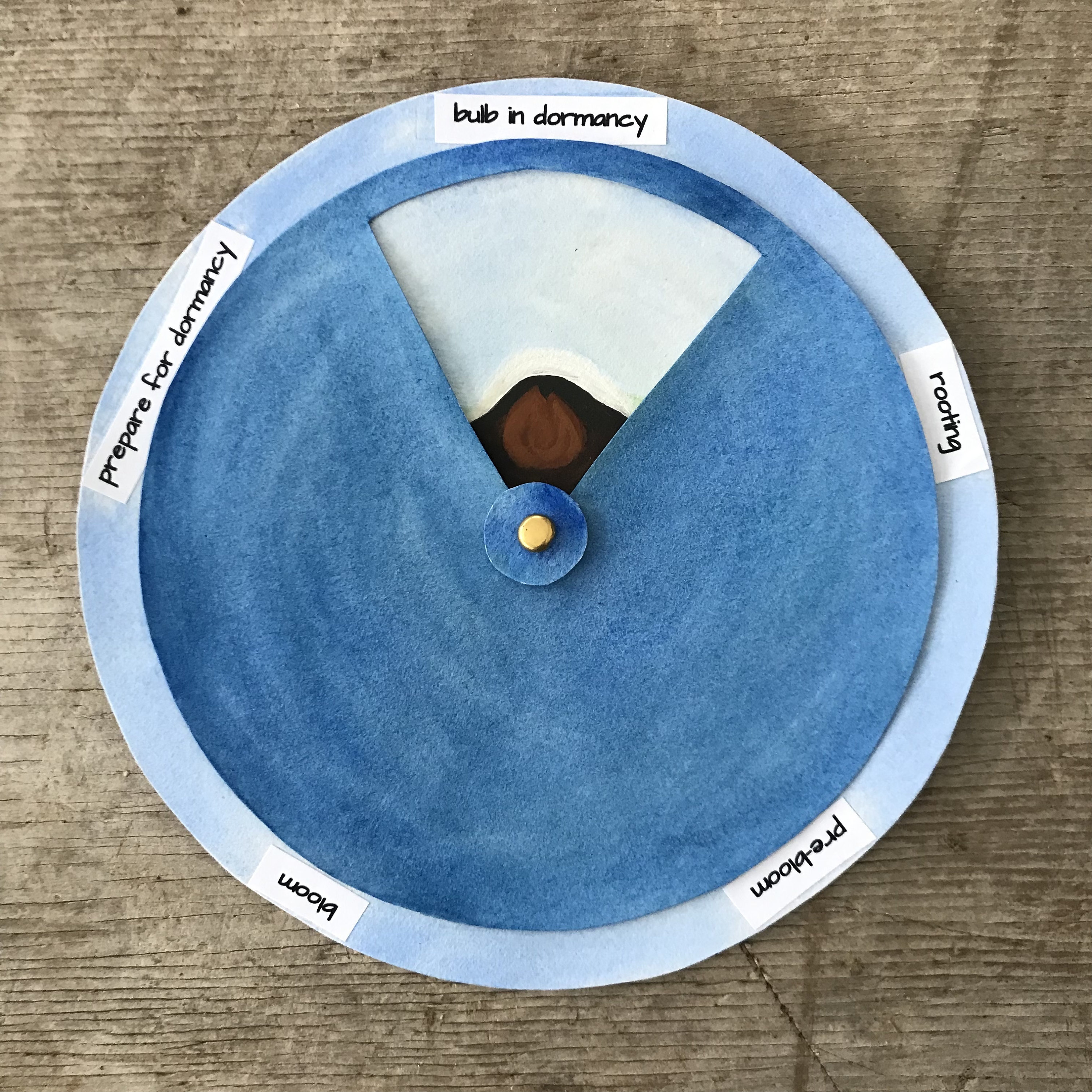 Tulip Life Cycle Wheel Lifecycle Plant Montessori Preschool Teacher ...