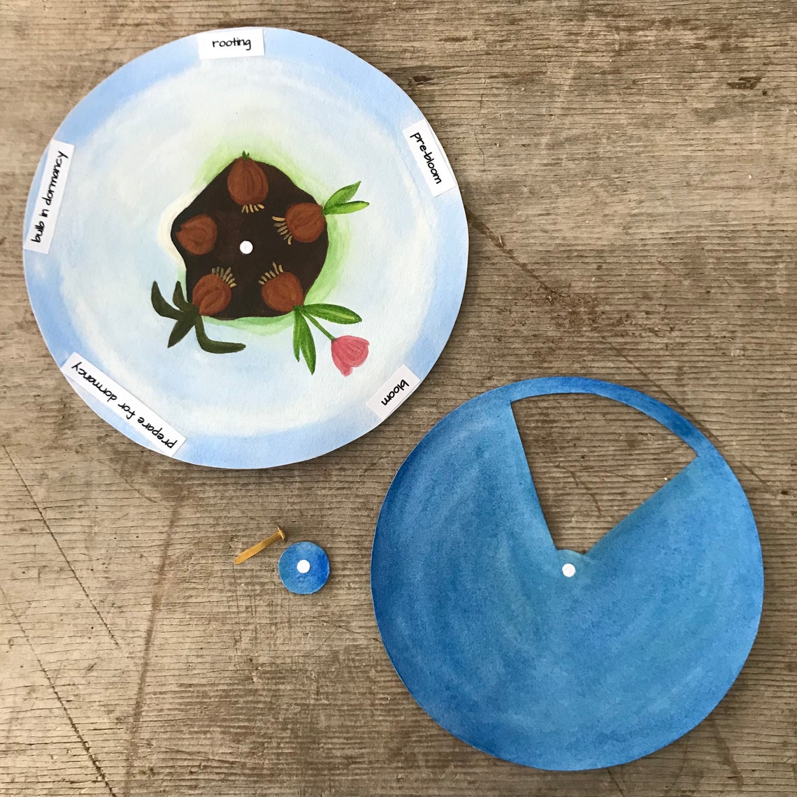Tulip Life Cycle Wheel Lifecycle Plant Montessori Preschool Teacher ...