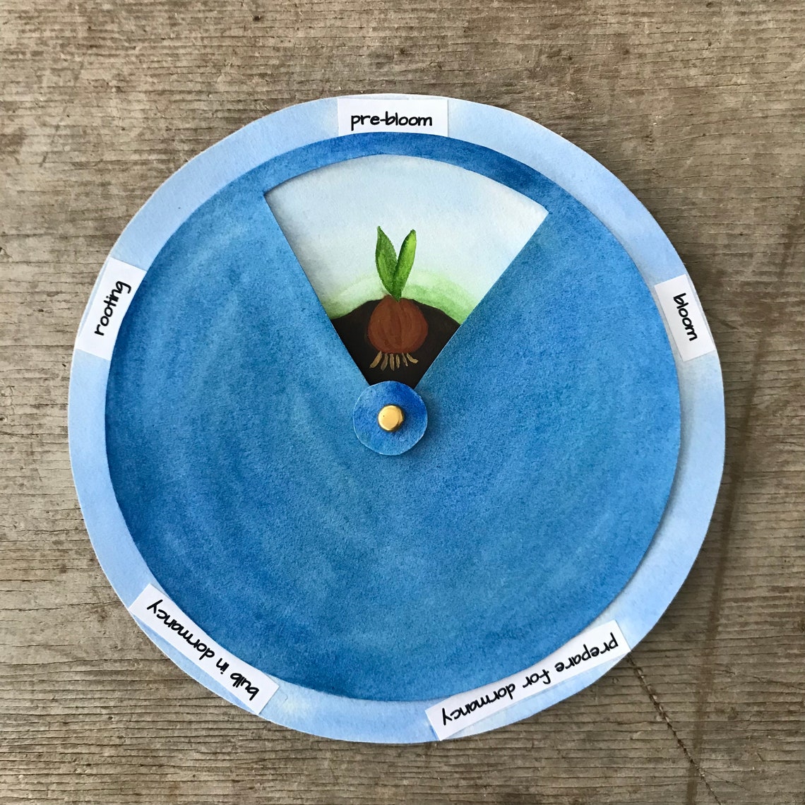 Tulip Life Cycle Wheel Lifecycle Plant Montessori Preschool Teacher ...