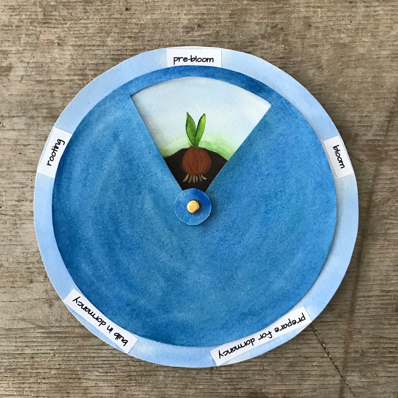 Tulip Life Cycle Wheel Lifecycle Plant Montessori Preschool Teacher ...