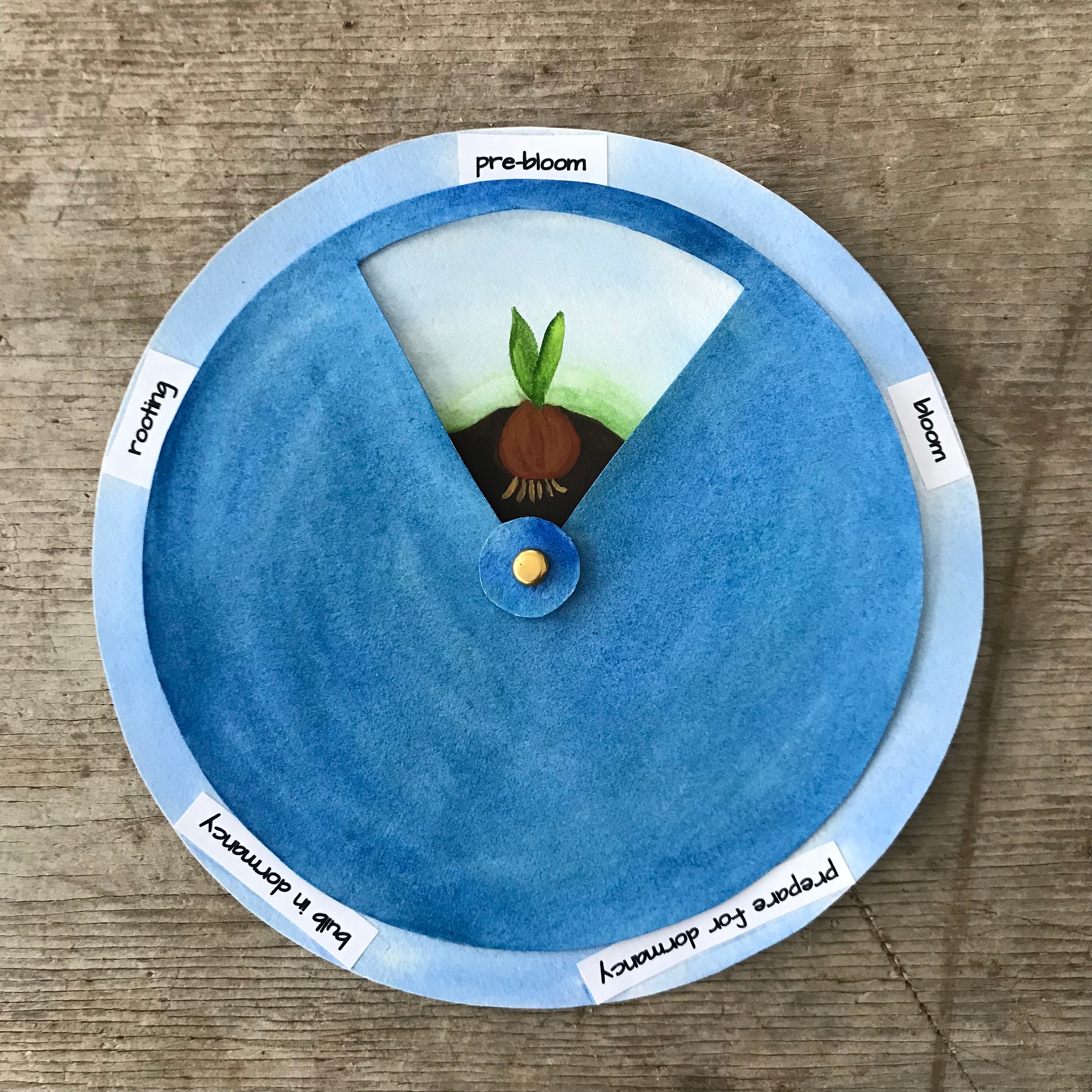 Tulip Life Cycle Wheel Lifecycle Plant Montessori Preschool Teacher ...