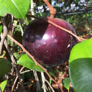 Star Apple - (caimito) - Etsy