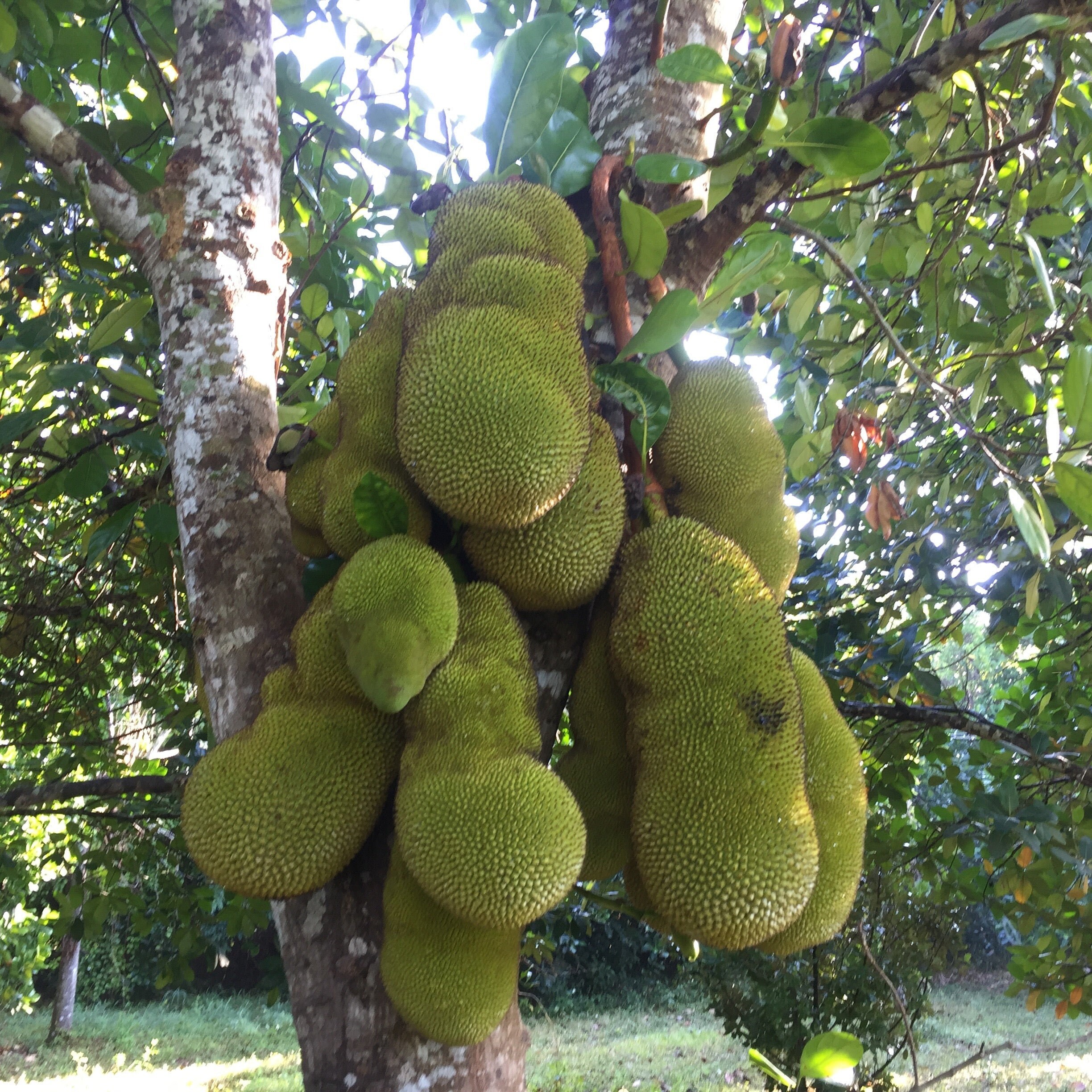 Jackfruit Box - Etsy