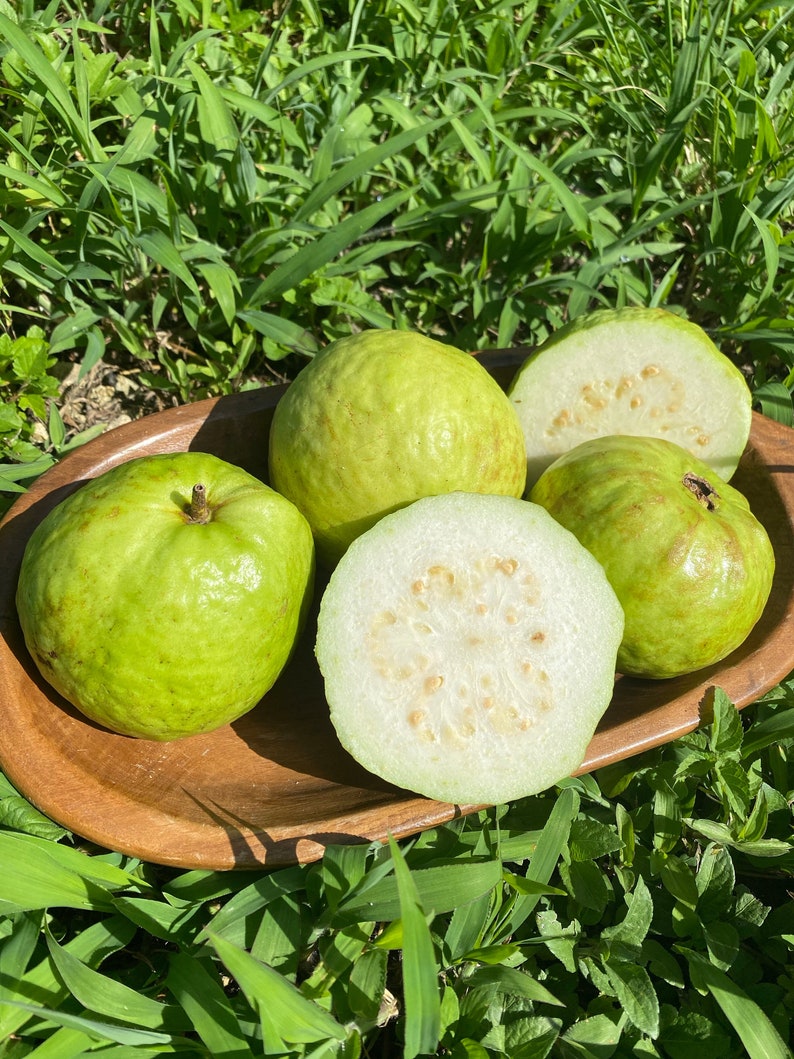 White Guava - Etsy