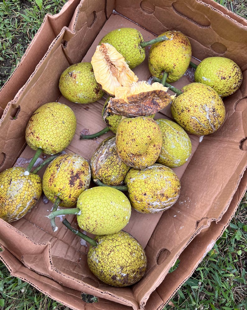 Breadfruit (ulu) Box *pre-order* - Etsy