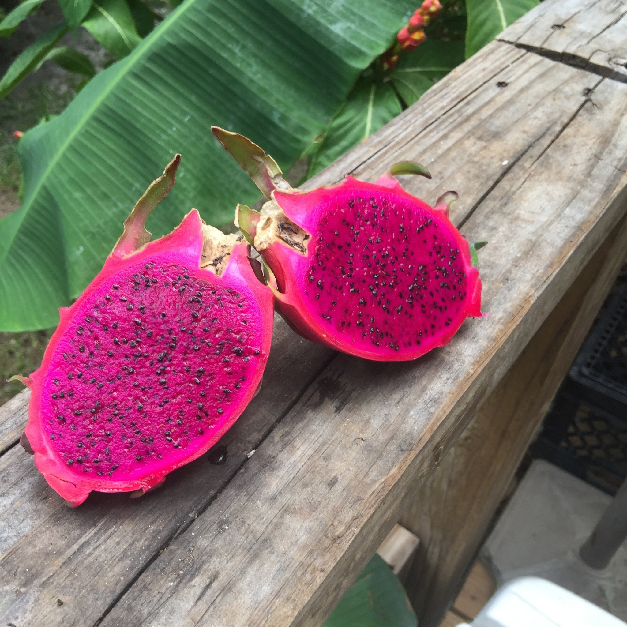 Red Dragonfruit (pitaya) - Etsy