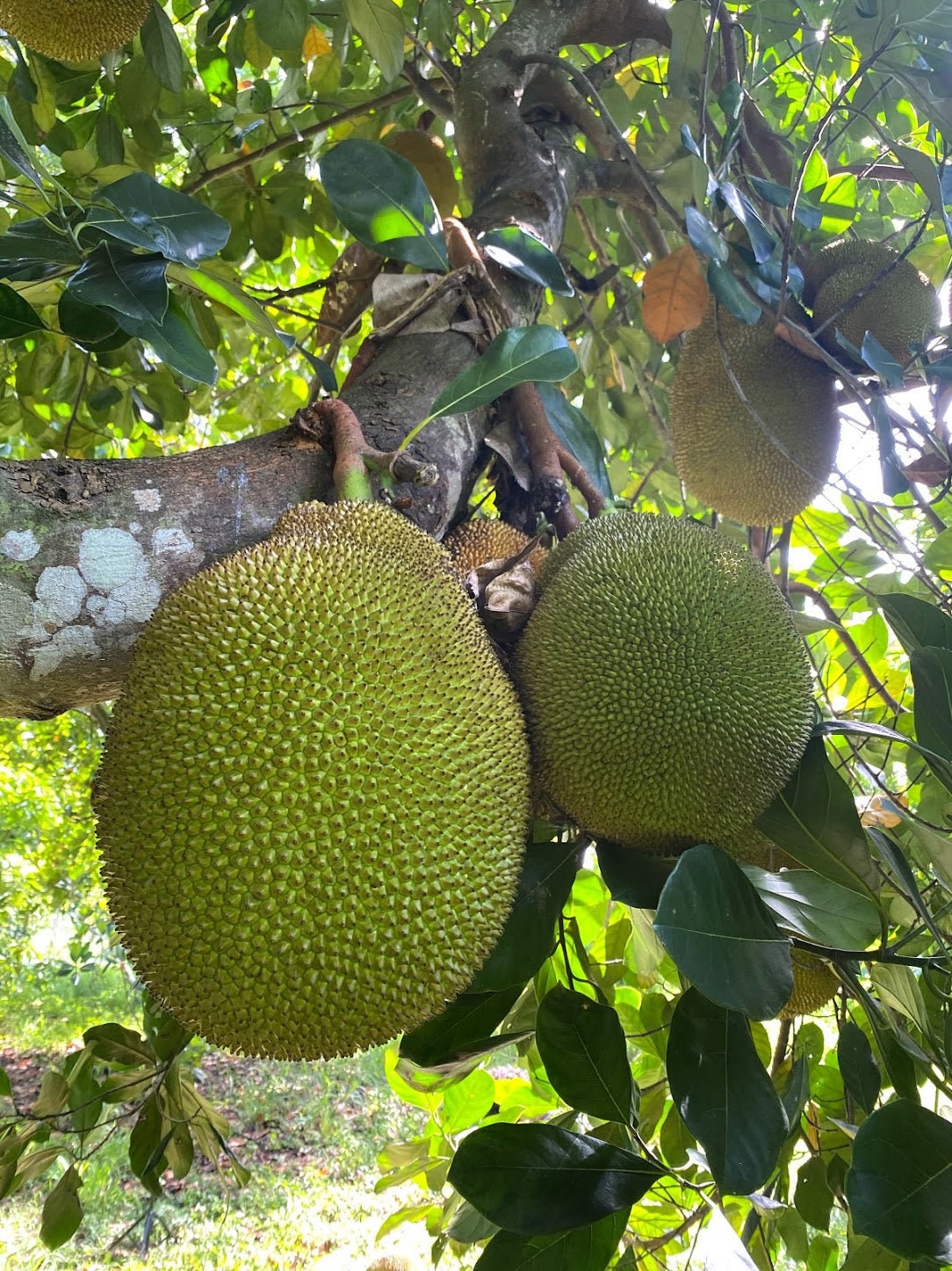 Jackfruit Box - Etsy