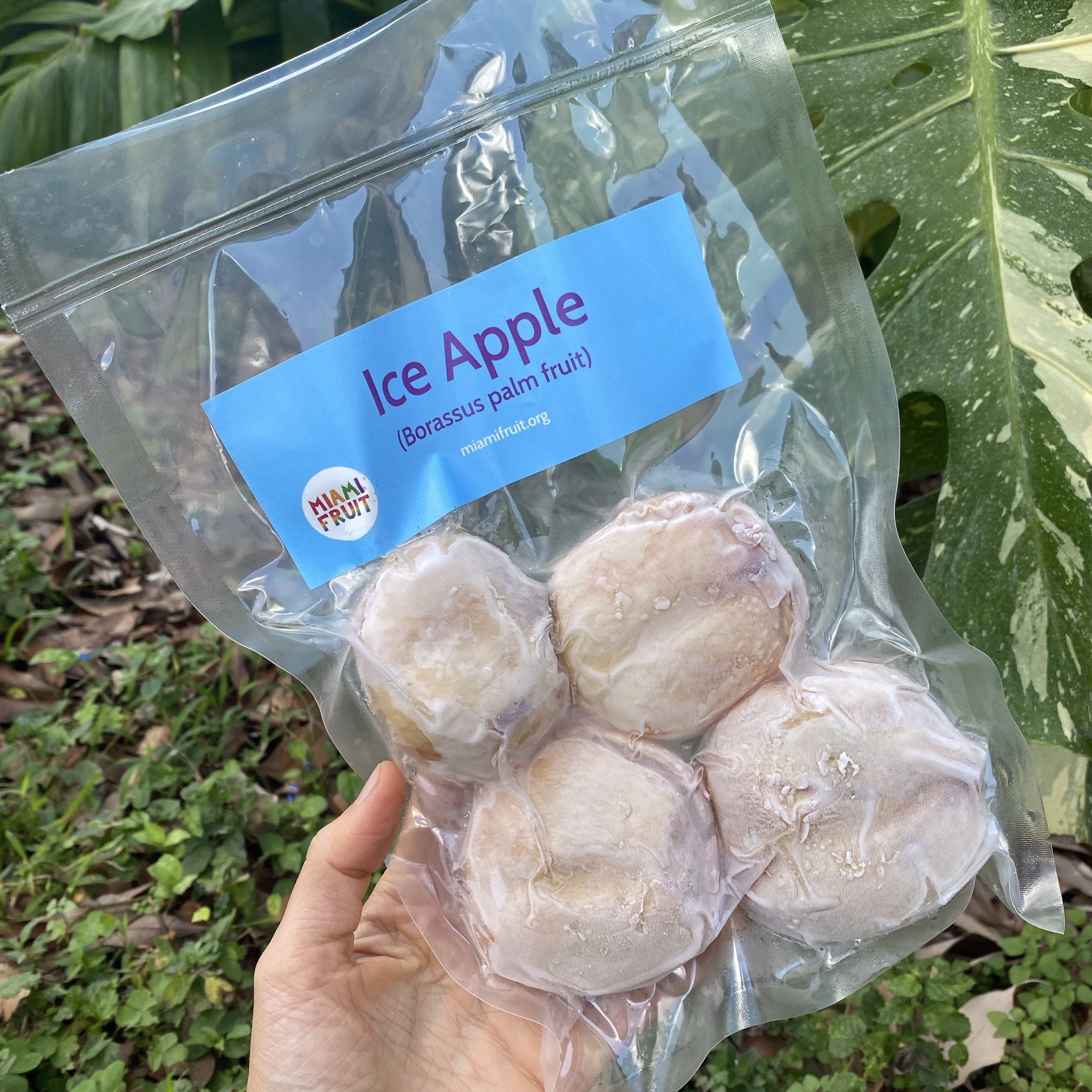 Ice Apple (toddy Palm) - Borassus Palm Packet *frozen* - Etsy