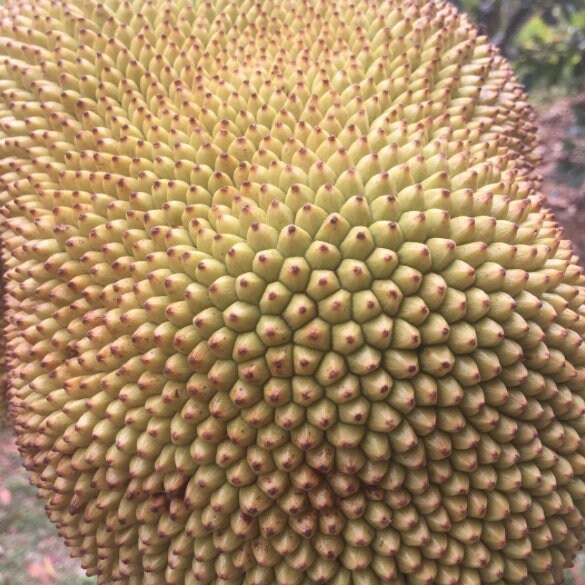 Jackfruit Box - Etsy
