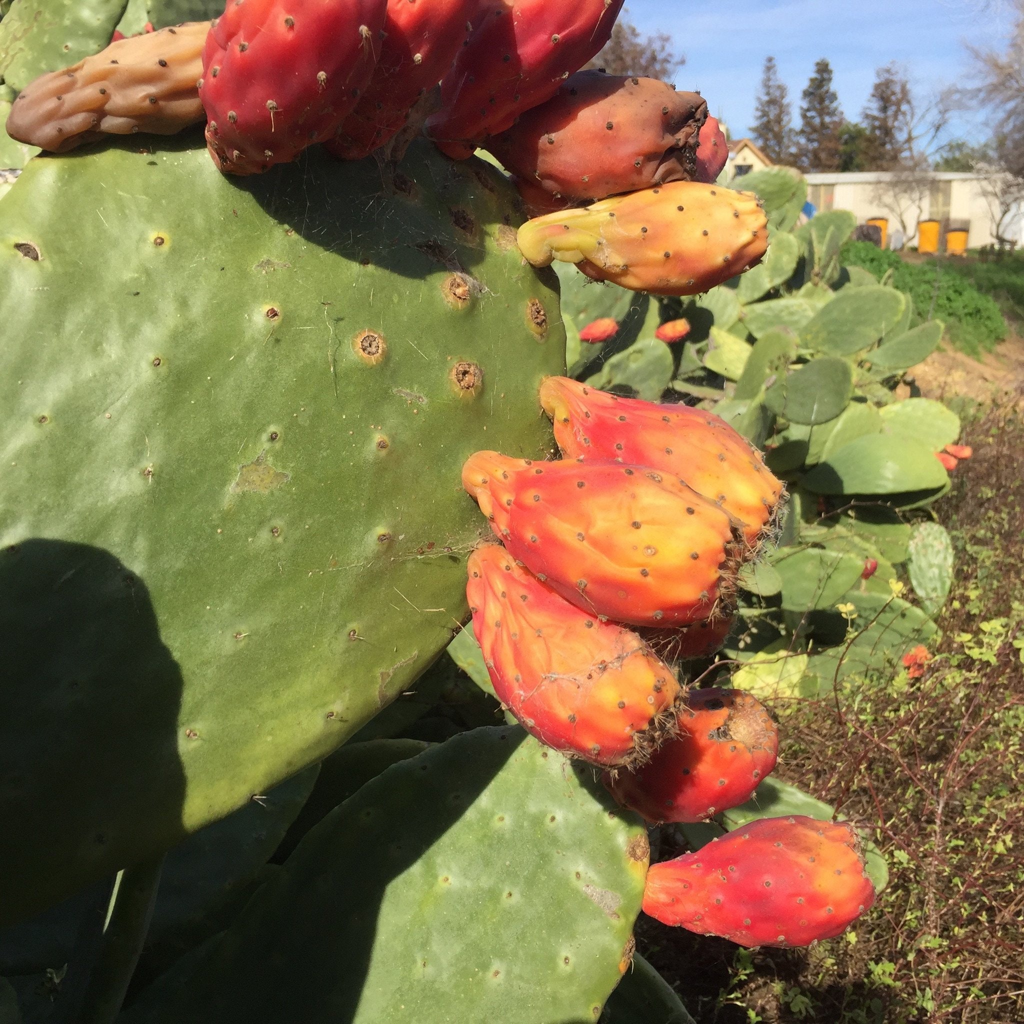 Cactus Fruit (prickly Pear) Box - Etsy