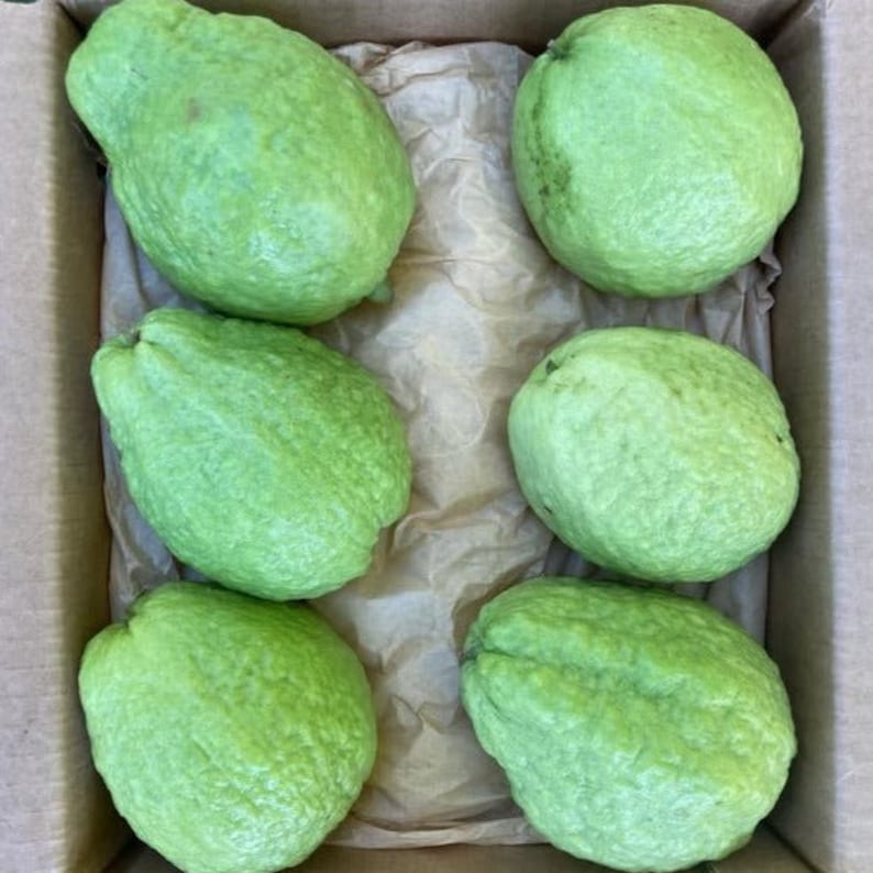 Watermelon Guava - Etsy