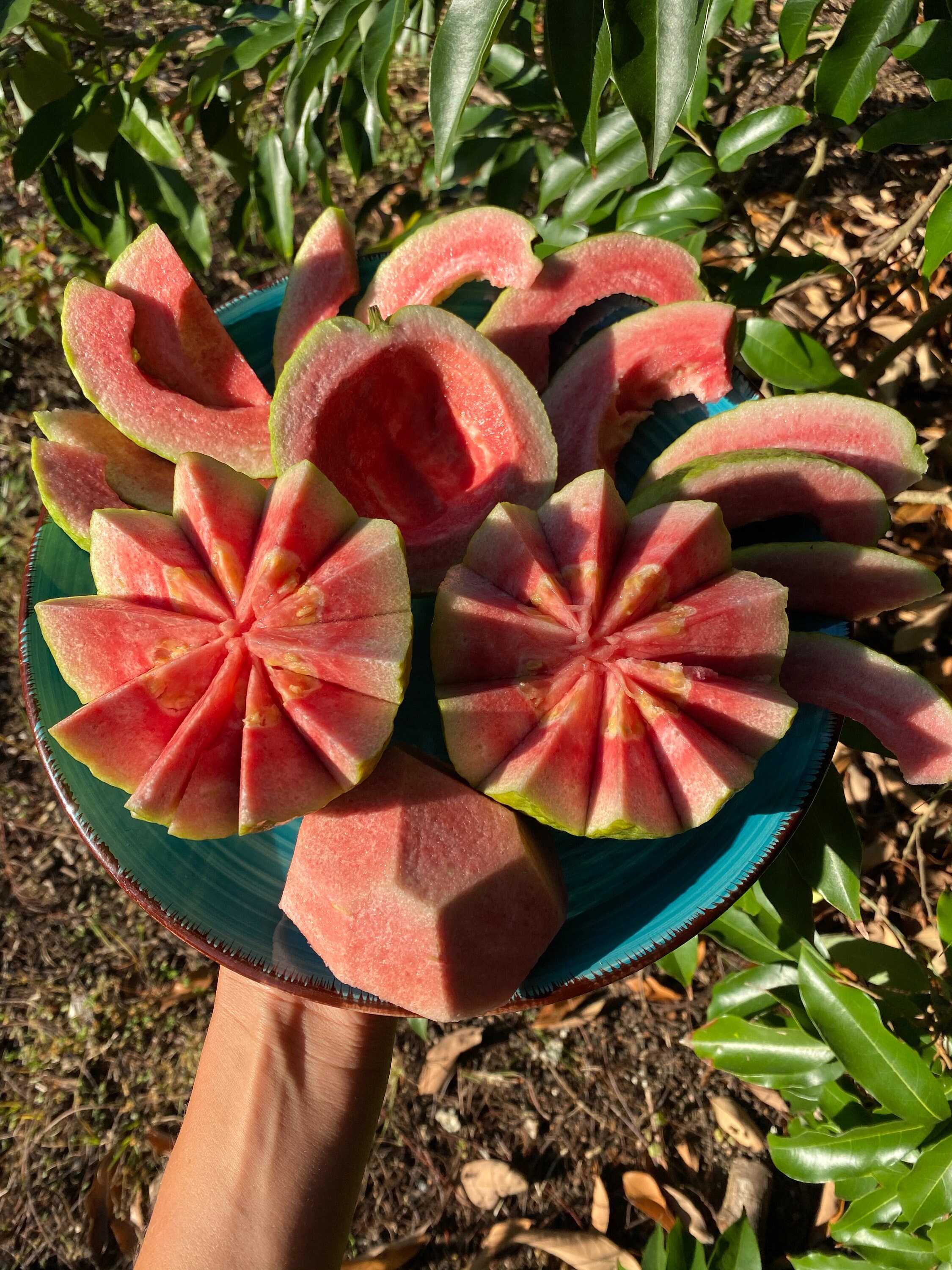 Watermelon Guava - Etsy