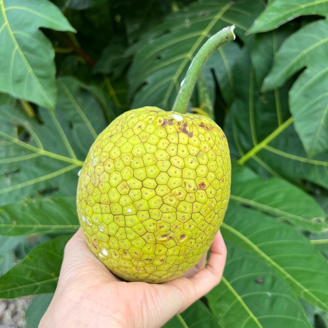 Breadfruit (ulu) Box *pre-order* - Etsy