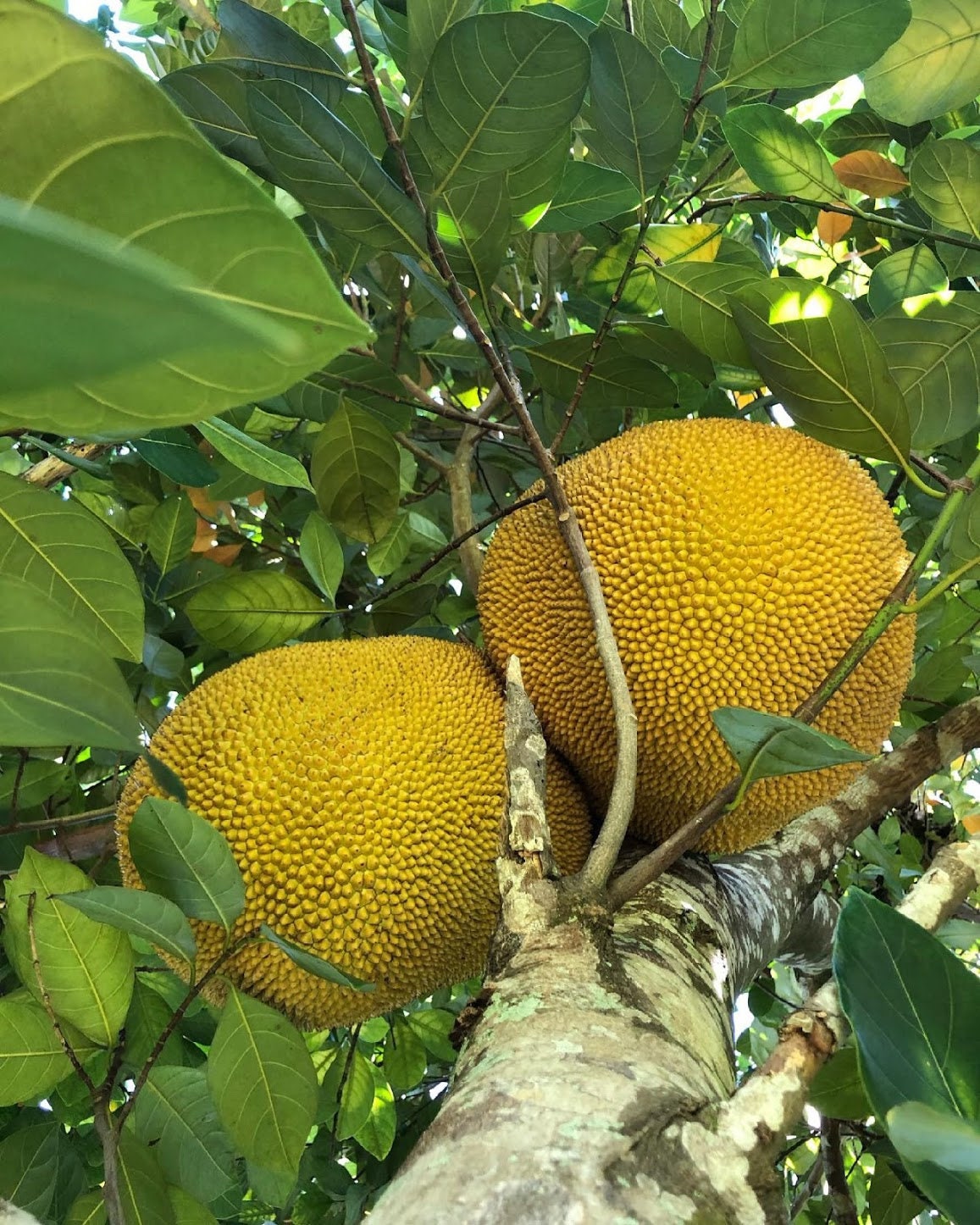 Jackfruit Box - Etsy
