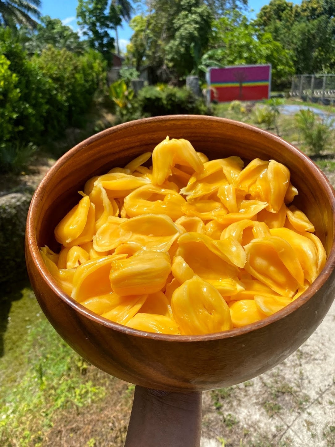 Jackfruit Box - Etsy