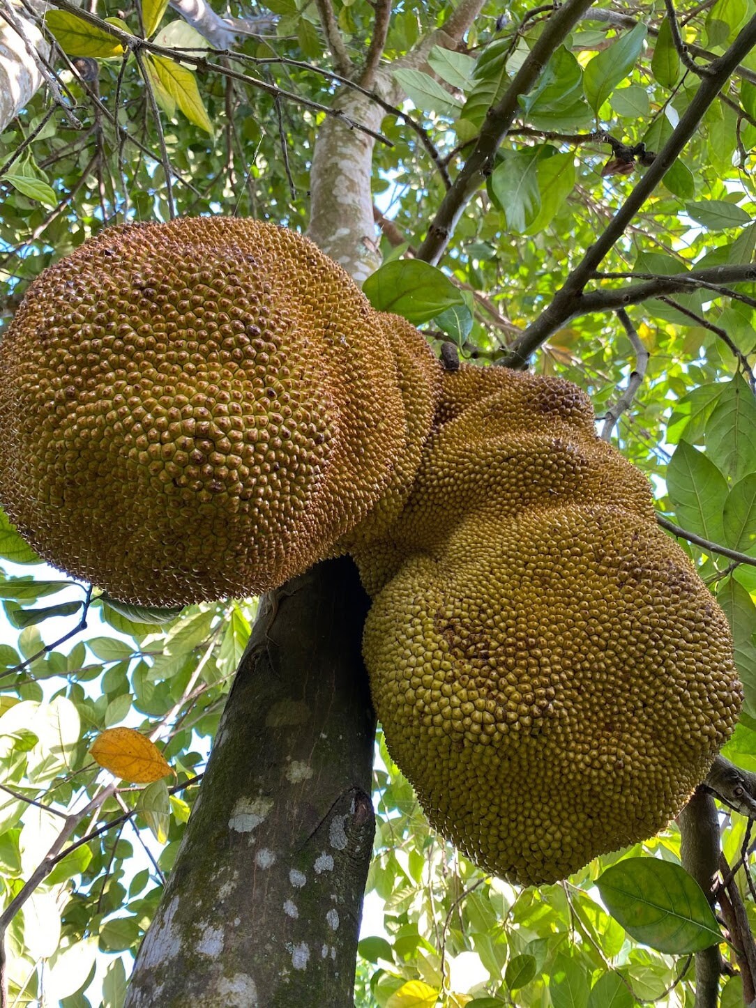 Jackfruit Box - Etsy