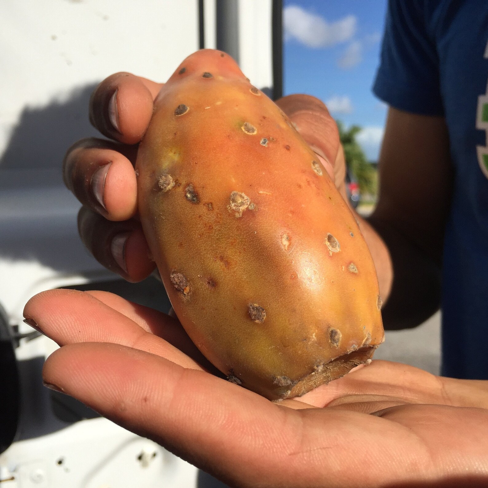 Cactus Fruit (prickly Pear) Box - Etsy