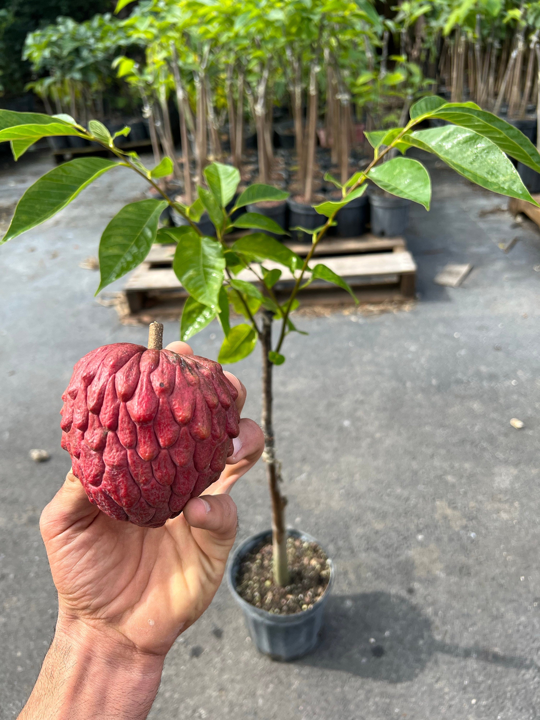 Red Atemoya GRAFTED TREE - Etsy