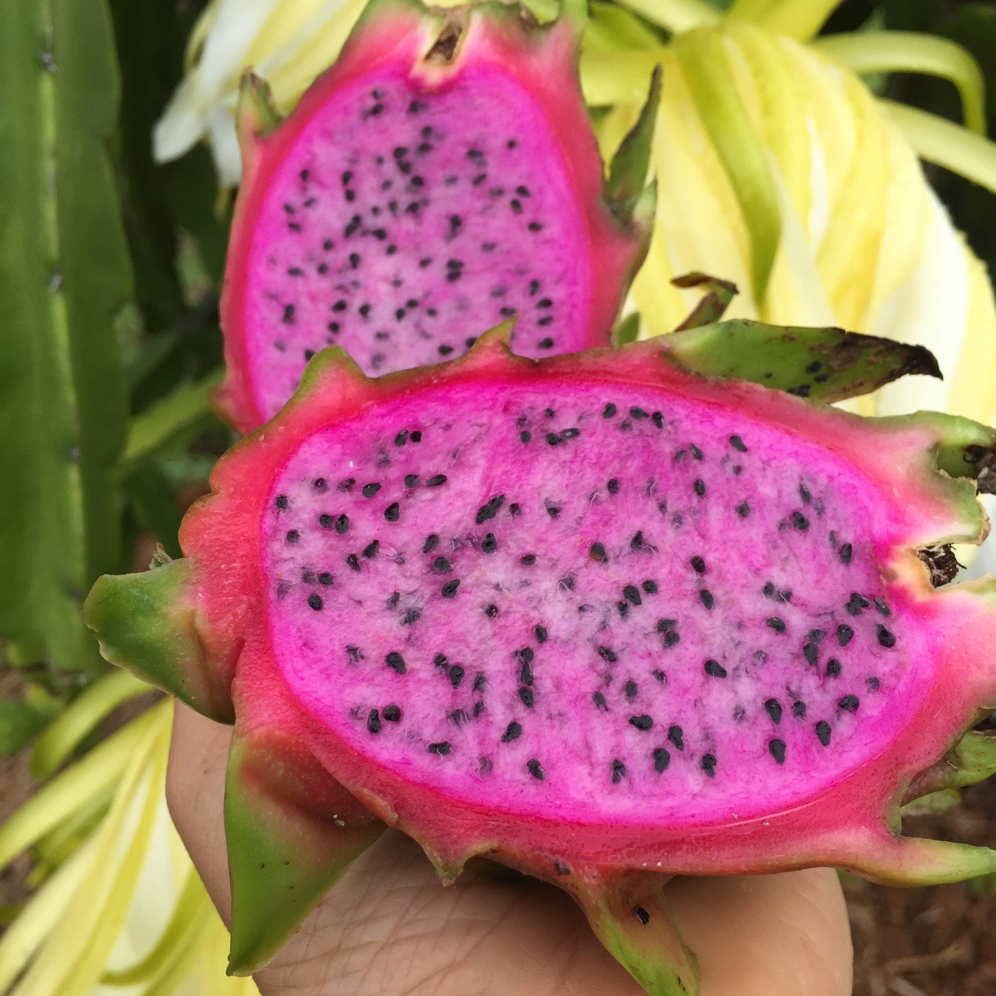 Red Dragonfruit (pitaya) - Etsy