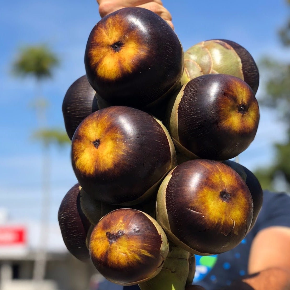 Ice Apple (toddy Palm) - Borassus Palm Packet *frozen* - Etsy