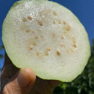 White Guava - Etsy