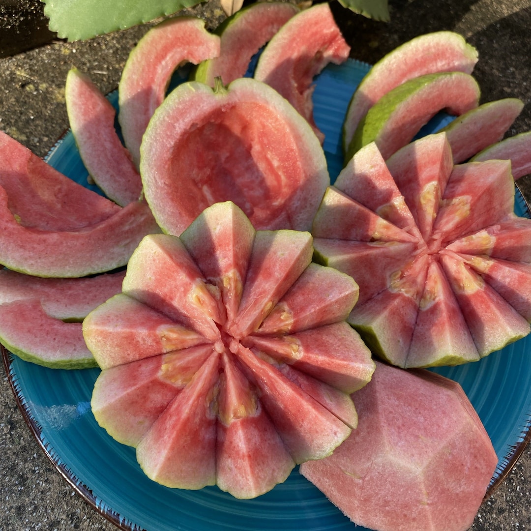 Watermelon Guava - Etsy