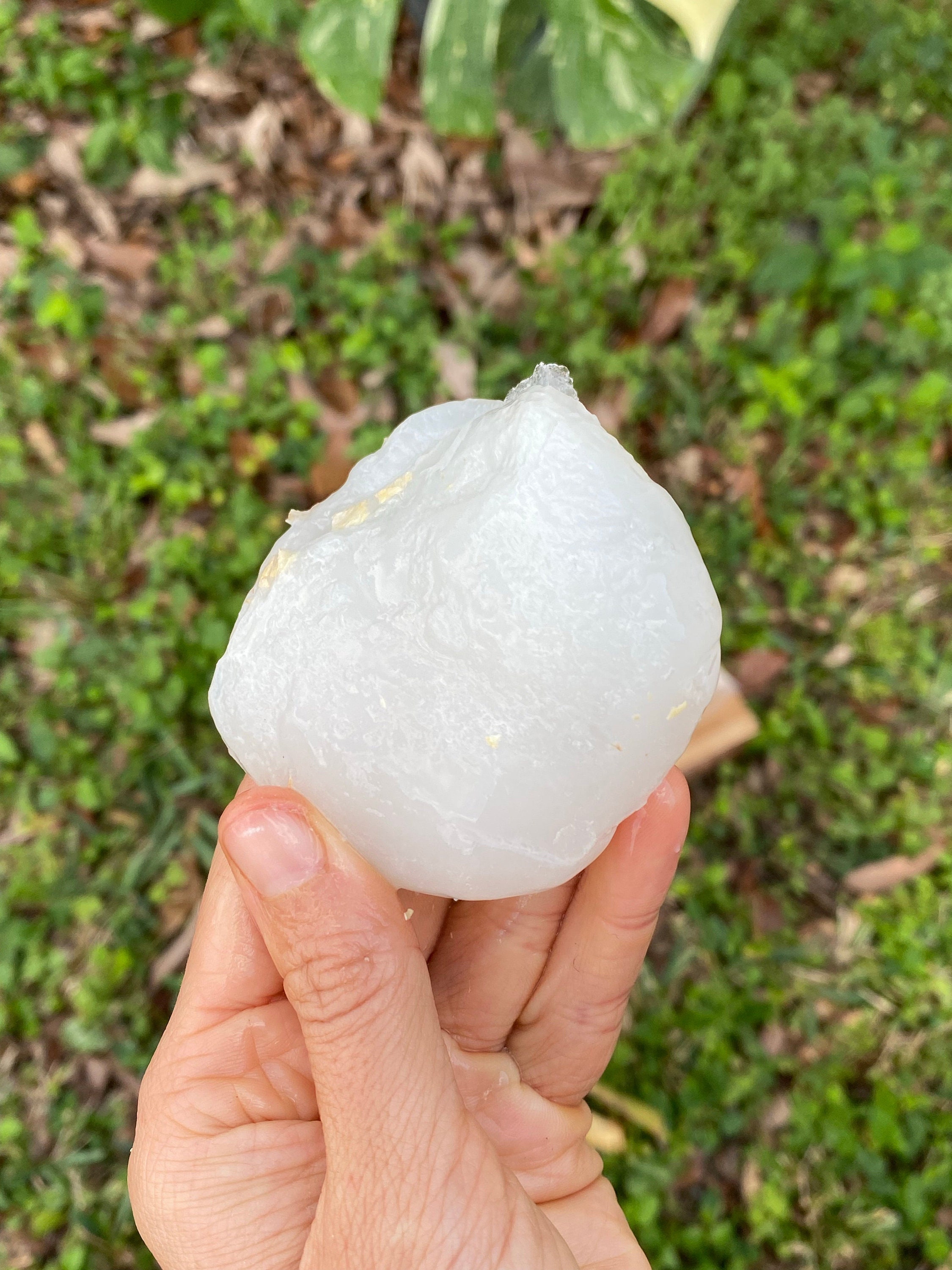 Frozen Ice Apple Toddy Palm Borassus Palm Packet | atelier-yuwa.ciao.jp