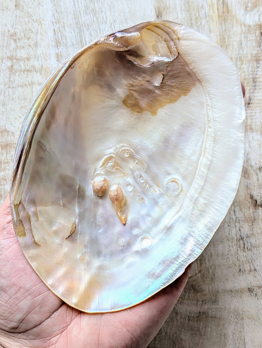 Natural Mother of Pearl Shell Dish With Real Iridescent Blister Pearls ...