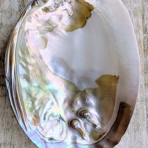 Natural Mother of Pearl Shell Dish With Real Iridescent Blister Pearls ...