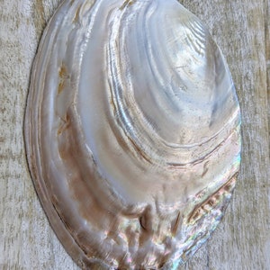 Natural Mother of Pearl Shell Dish With Real Iridescent Blister Pearls ...