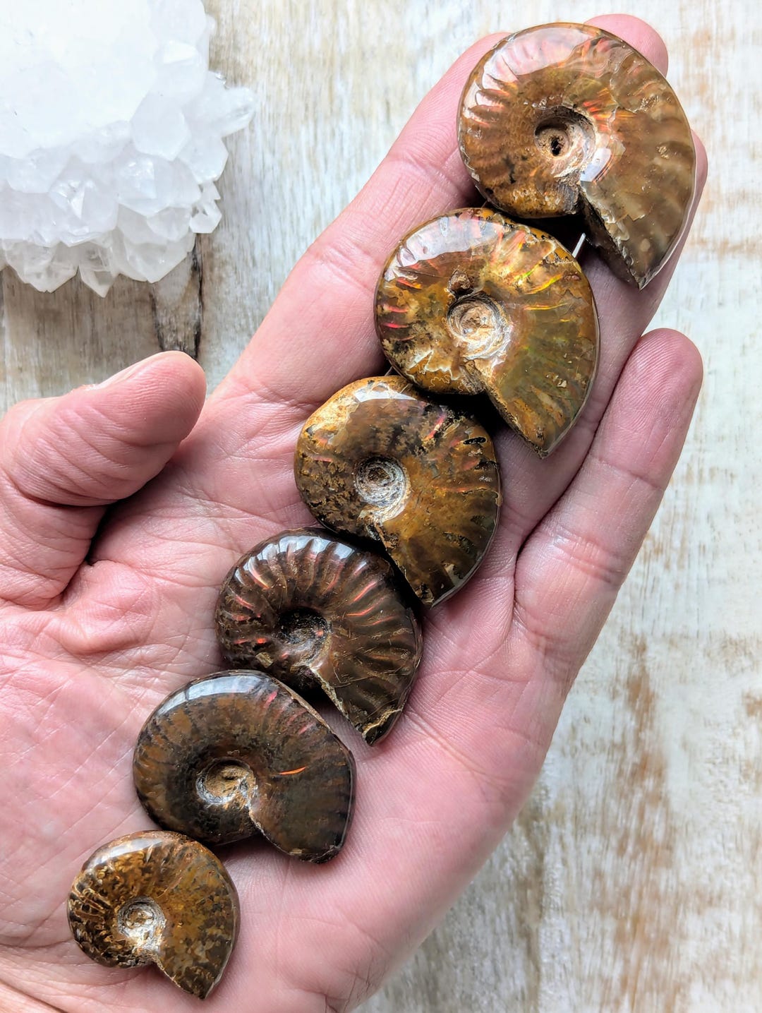 Raw Ammonite Fossil Rainbow, Iridescent Ammonite Specimen for Wire ...